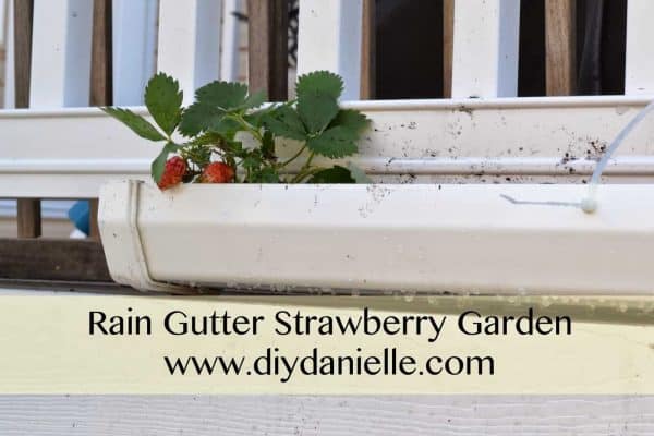 Growing Strawberries in the Gutters - DIY Danielle®