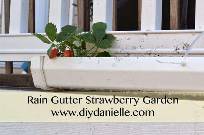 Growing Strawberries in the Gutters - DIY Danielle®