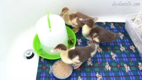 Our EcoFriendly Duckling Brooder Setup - DIY Danielle®