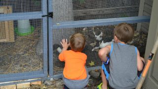 DIY Homestead Projects for Your To-Do List - DIY Danielle®