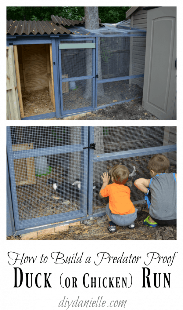 DIY Duck Run: How to Build a Predator Proof Space for your Ducks or ...