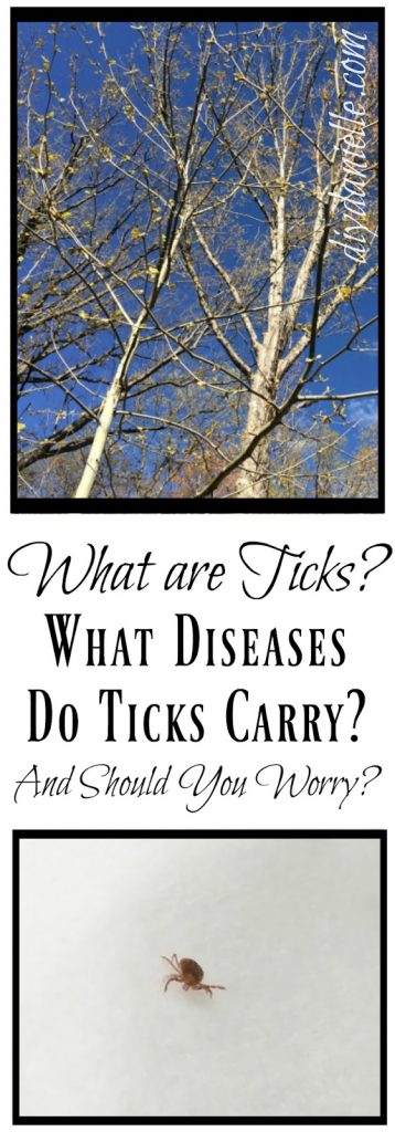 What are Ticks, What Diseases Do They Spread, and Should You Be Worried ...