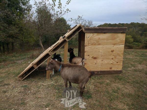 DIY Goat Playground with Pallets & Scrap Wood - DIY Danielle®