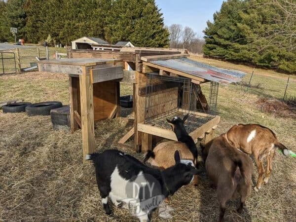 DIY Goat Playground with Pallets & Scrap Wood - DIY Danielle®