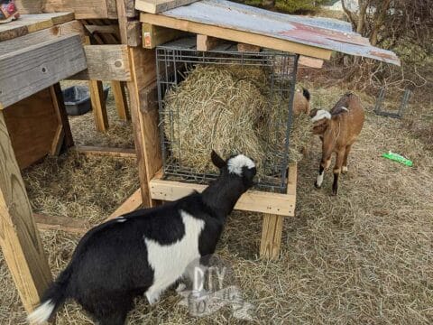 DIY Goat Playground with Pallets & Scrap Wood - DIY Danielle®