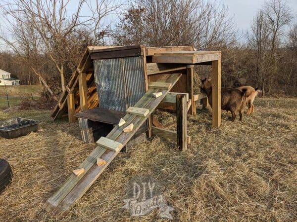 DIY Goat Playground with Pallets & Scrap Wood - DIY Danielle®