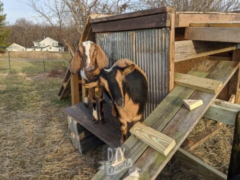 DIY Goat Playground with Pallets & Scrap Wood - DIY Danielle®