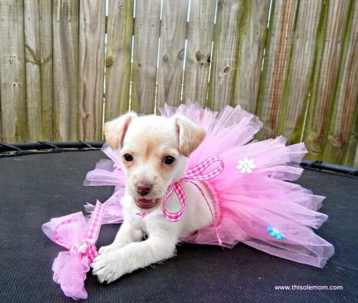 Adorable Dog Halloween Costumes To DIY That Are Budget-Friendly