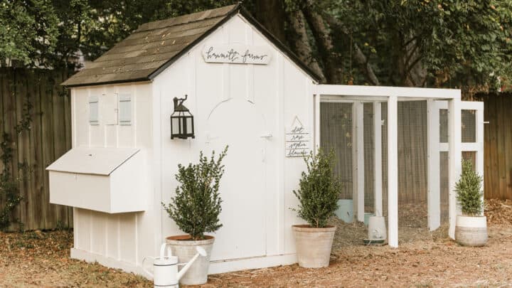 15 Budget-Friendly DIY Chicken Coops That Are A Must See