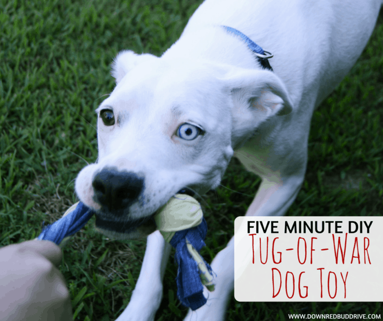28 Easy To Make DIY Dog Projects