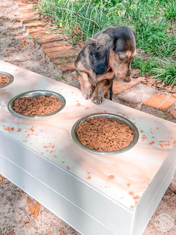 28 Easy To Make DIY Dog Projects