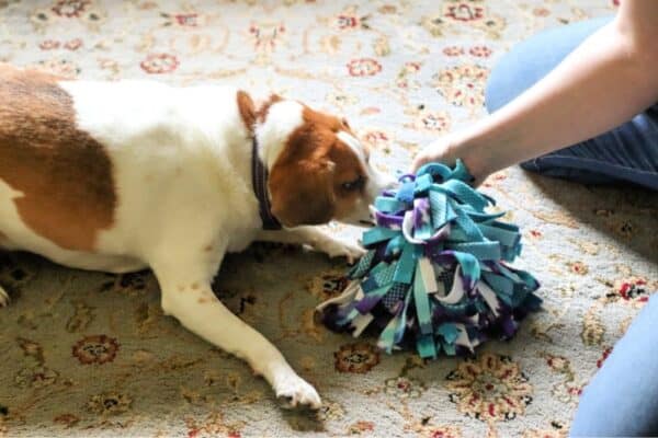 28 Easy To Make DIY Dog Projects
