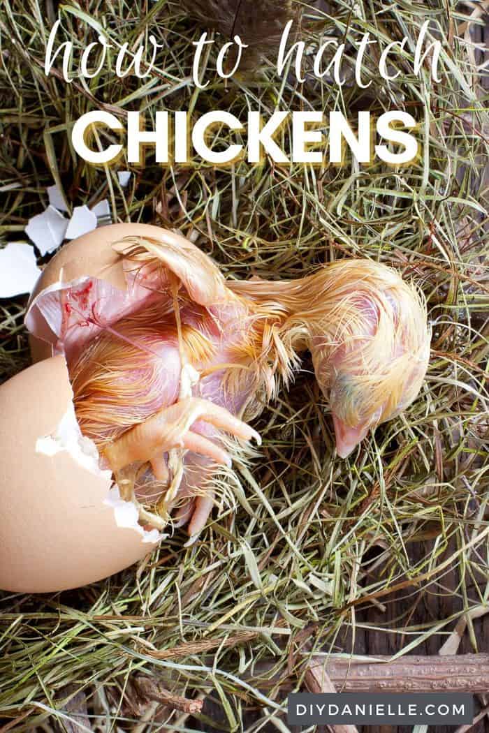 How to Hatch Eggs at Home: FREE Printable! - DIY Danielle®