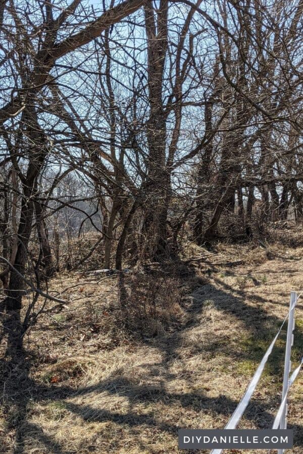 How to Clear Land: A Beginner’s Guide to Clearing Property - DIY Danielle®