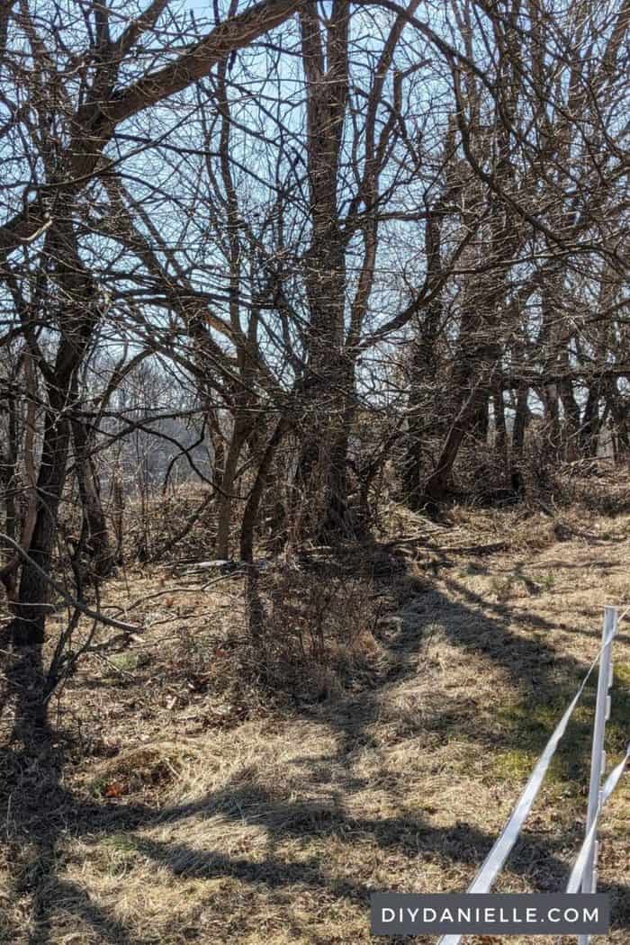 How to Clear Land: A Beginner’s Guide to Clearing Property - DIY Danielle®