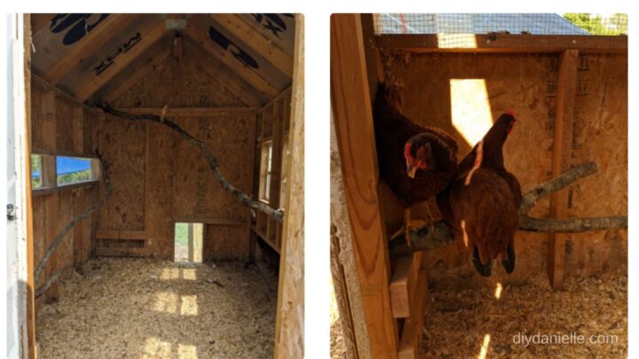 DIY Chicken Roost Idea Using Tree Branches! - DIY Danielle®