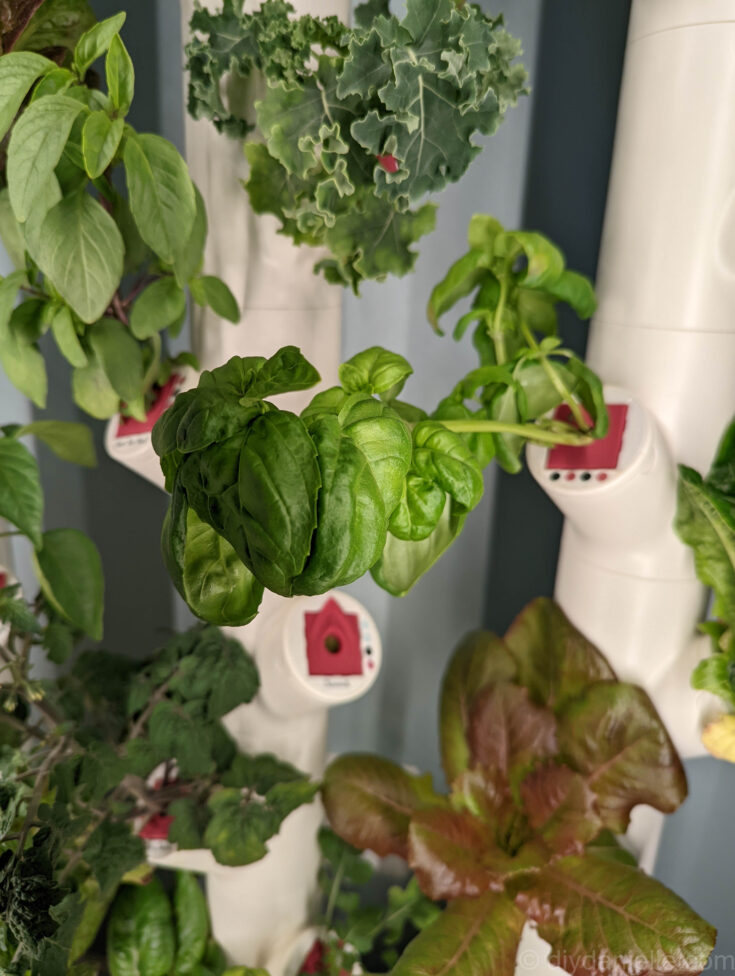 The Hydroponic Garden: An Indoor Garden System - DIY Danielle®