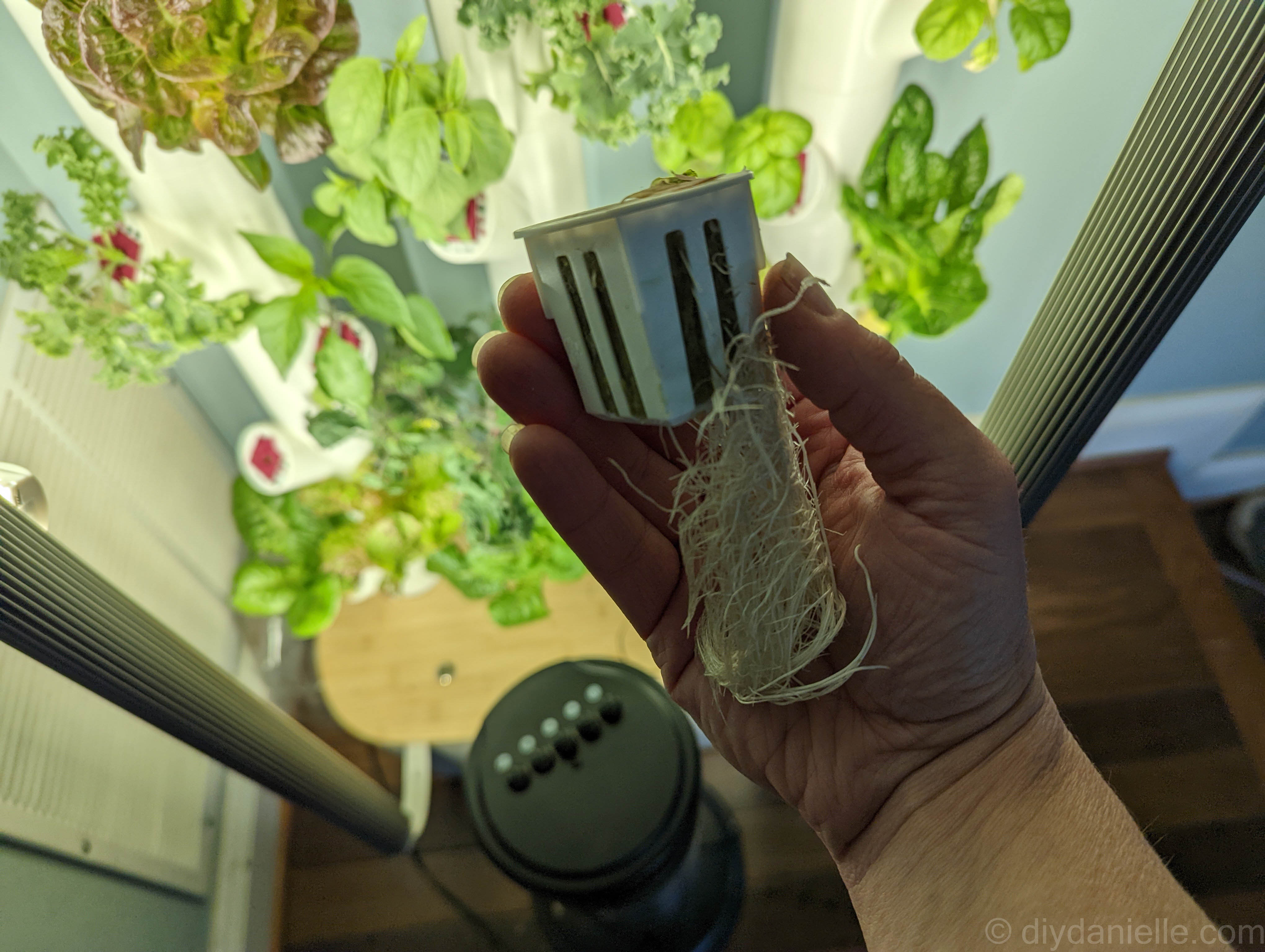 The Hydroponic Garden: An Indoor Garden System - DIY Danielle®