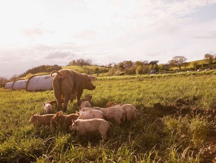 Feeding Your Hog 101: What Can Pigs Eat? - DIY Danielle®
