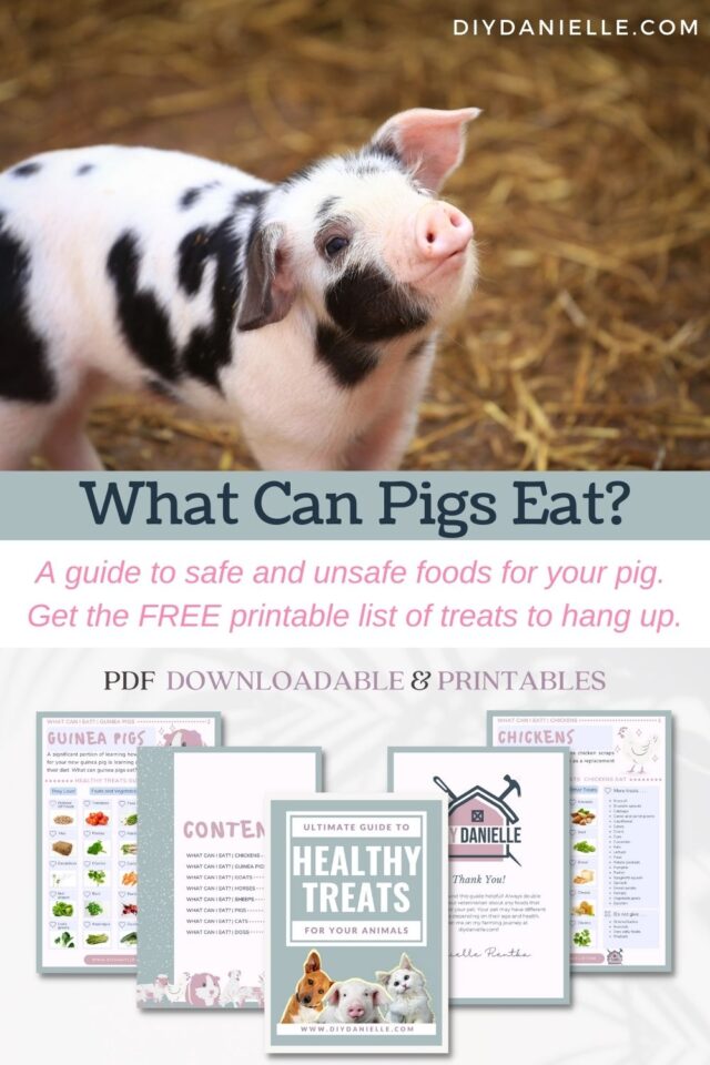 Feeding Your Hog 101: What Can Pigs Eat? - DIY Danielle®