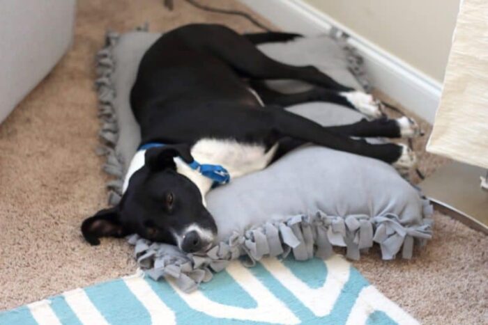 17 Amazing DIY Dog Beds That Your Pet Will Love!