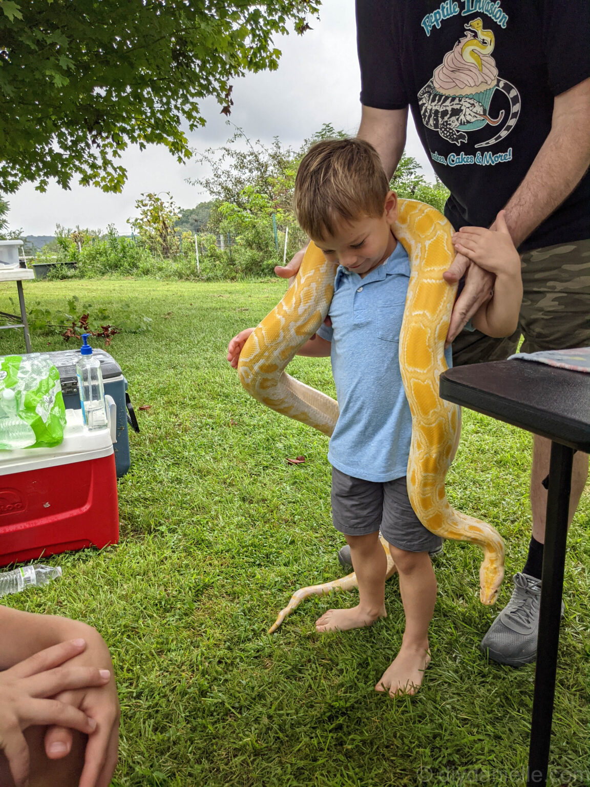 DIY Reptile Birthday Party - DIY Danielle®
