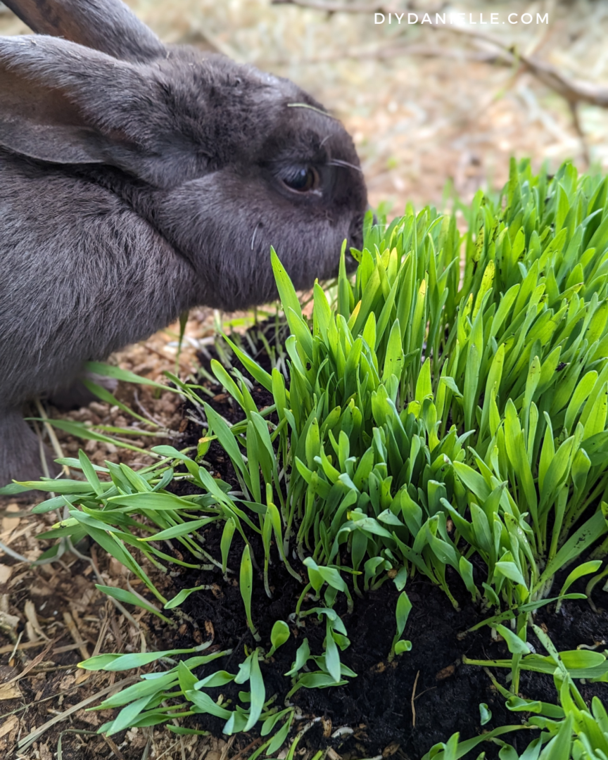 Make DIY Barley Mats for Homemade Guinea Pig Treats