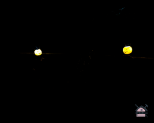 Floating Pumpkins: Outdoor Halloween Decoration - DIY Danielle®