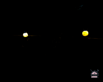 Floating Pumpkins: Outdoor Halloween Decoration - DIY Danielle®