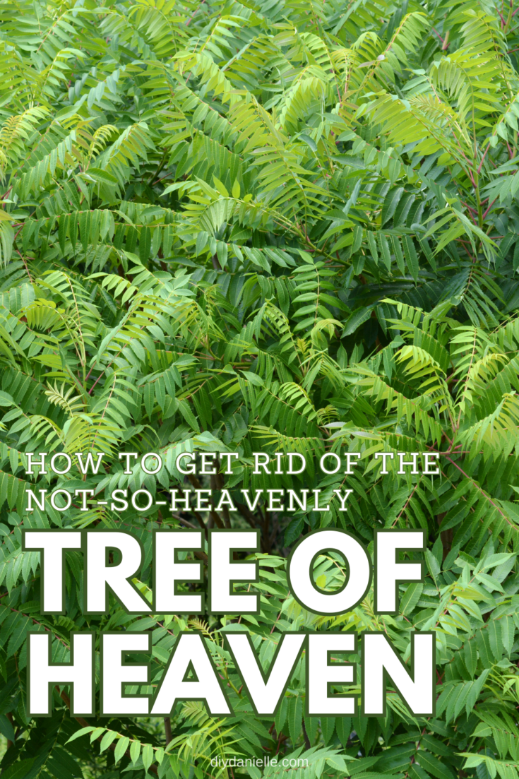 How to Get Rid of Tree of Heaven - DIY Danielle®