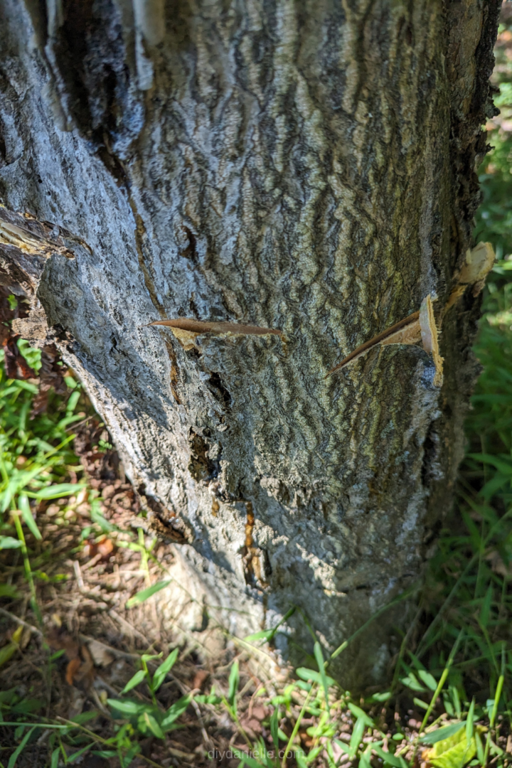 How to Get Rid of Tree of Heaven - DIY Danielle®