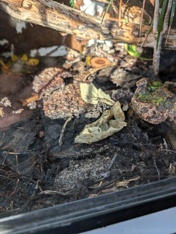 DIY Bioactive Reptile Enclosure for a Ball Python - DIY Danielle®