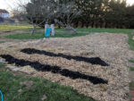 Creating a Thriving Food Forest: Ultimate Beginner's Guide - DIY Danielle®