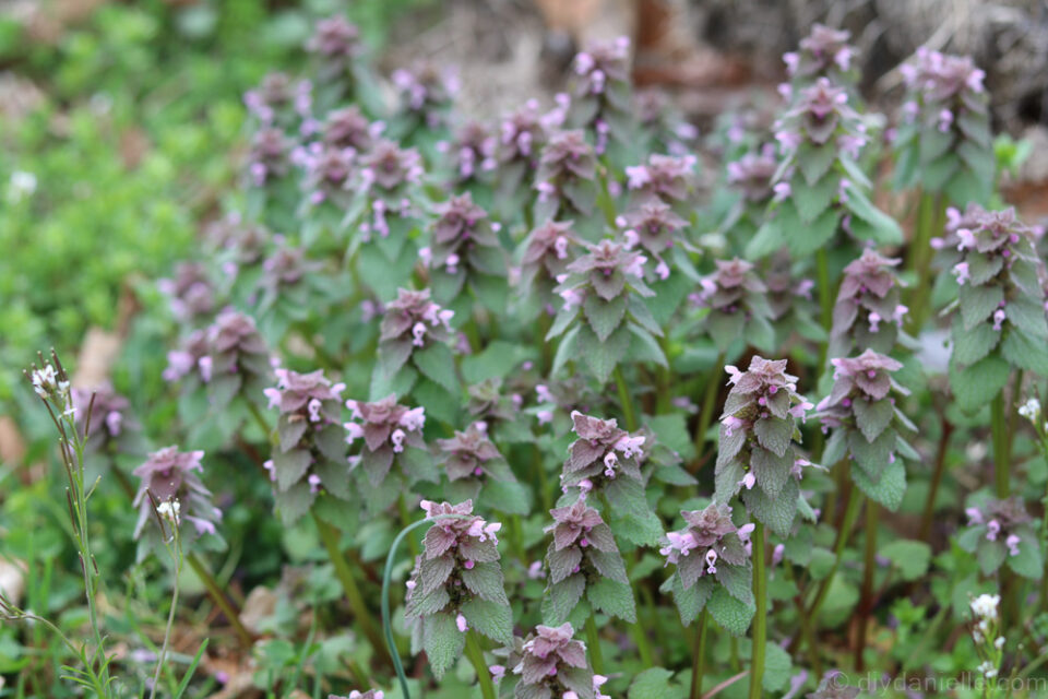 Common Lawn Weeds: ID, Benefits, and How to Remove Them Naturally - DIY ...