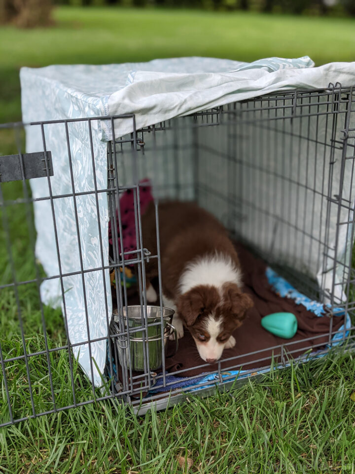 28 Easy To Make DIY Dog Projects