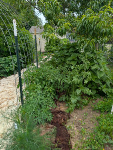 Creating a Thriving Food Forest: Ultimate Beginner's Guide - DIY Danielle®
