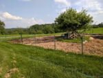 Creating a Thriving Food Forest: Ultimate Beginner's Guide - DIY Danielle®