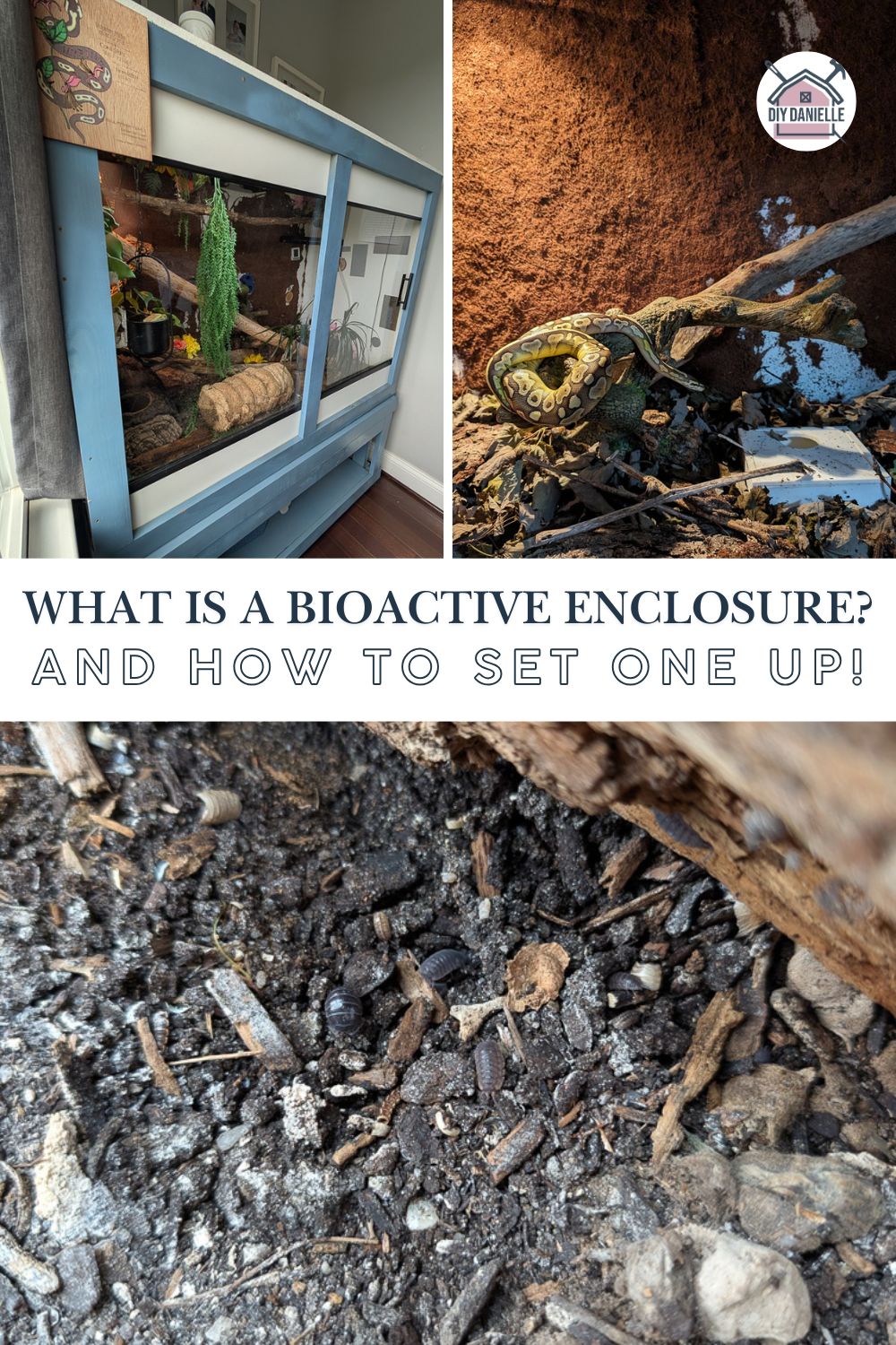 DIY Bioactive Reptile Enclosure for a Ball Python - DIY Danielle®