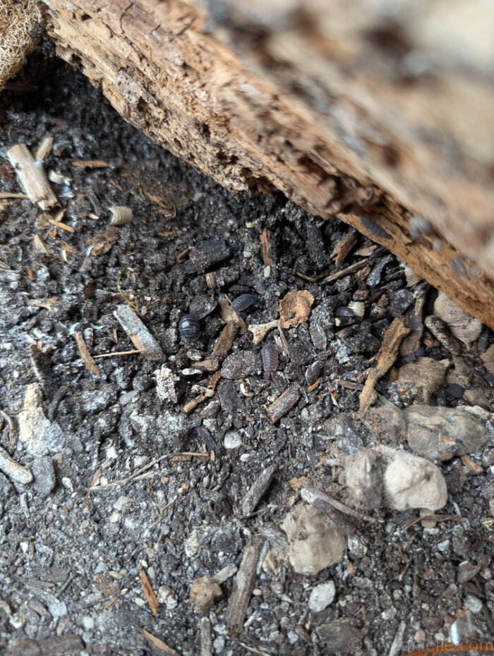 DIY Bioactive Reptile Enclosure for a Ball Python - DIY Danielle®