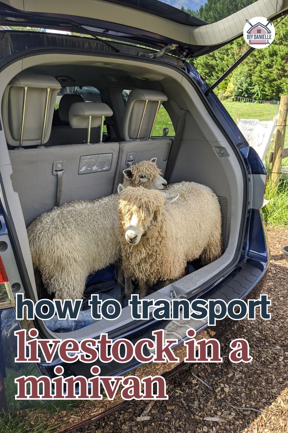 How to Transport Livestock in a Minivan - DIY Danielle®