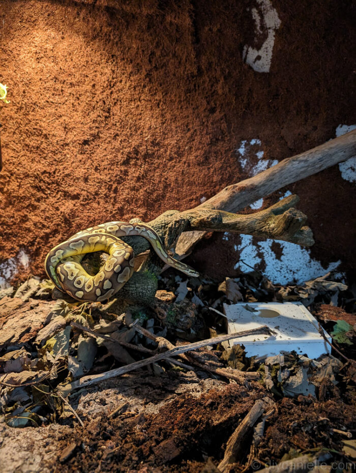 DIY Bioactive Reptile Enclosure for a Ball Python - DIY Danielle®